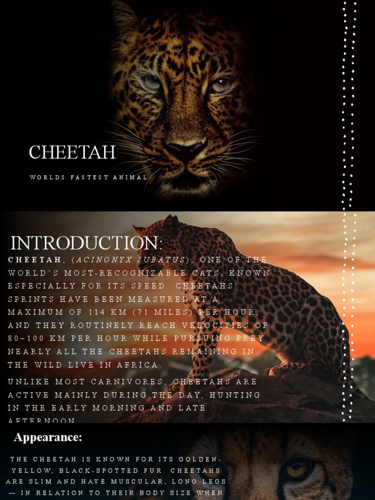 Cheetah Presentation | PDF | Felids | Cats