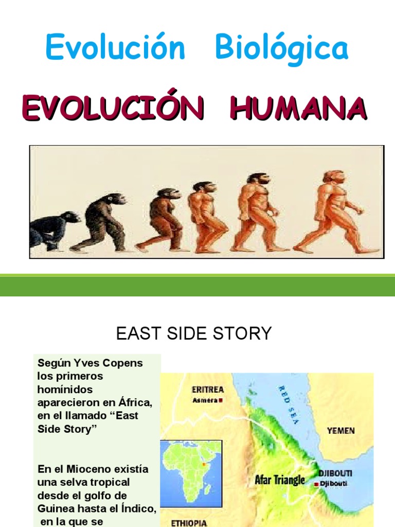 Evolución Del Ser Humano | PDF | Homo | Evolución humana