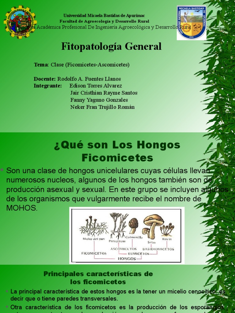 Los Honos Ascomicetos | PDF | Organismos | Micología