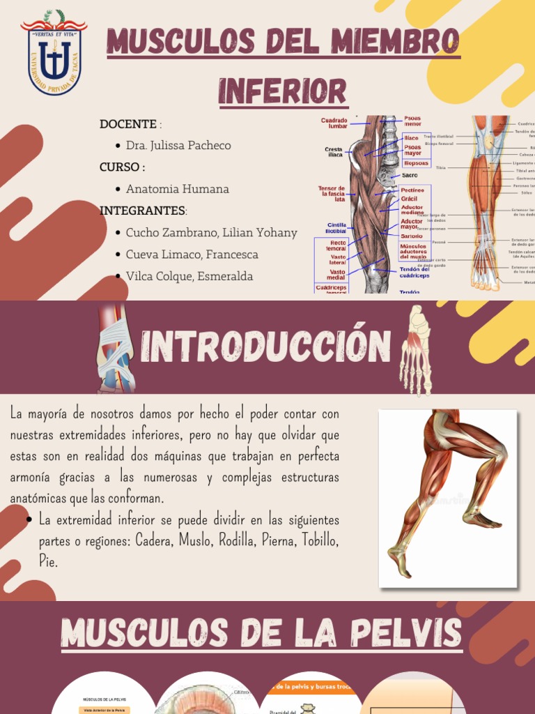 Musculos Miembro Inferior | PDF | Anatomía del miembro inferior | Sistema musculoesquelético