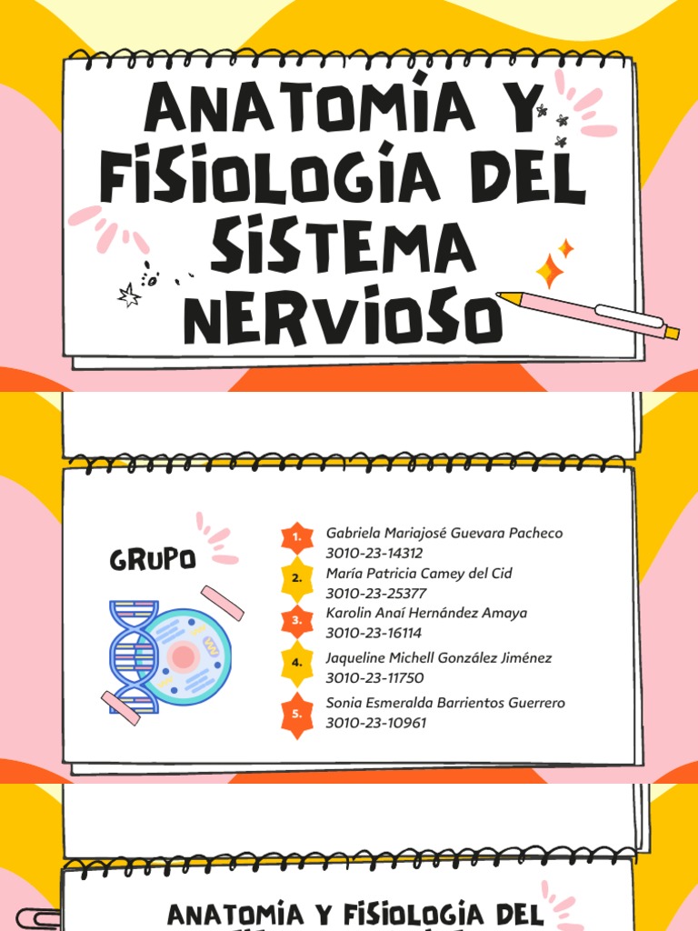 Anatomía y Fisiología Del Sistema Nervioso | PDF | Sistema nervioso central | Sistema nervioso