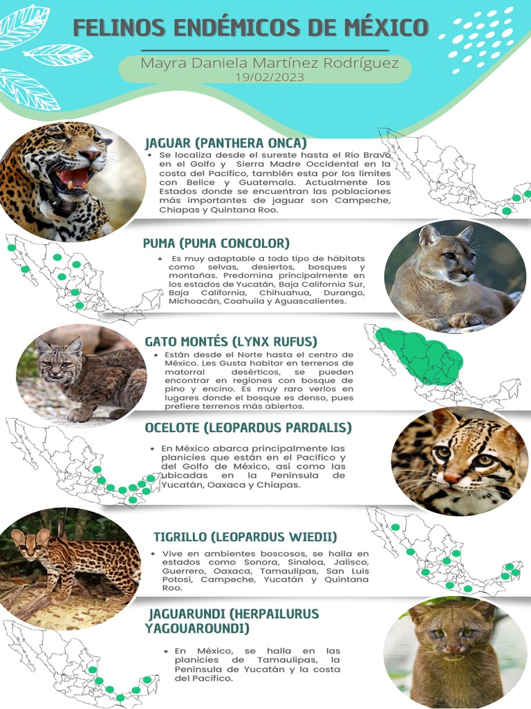 Felinos Endémicos de México | PDF