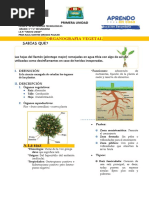 Sopa de Letras de Respiracion Celular - 1 PDF | PDF | Artes del ...