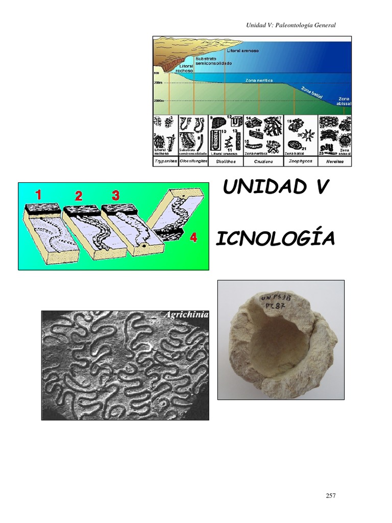 Teoría Unidad 5 | PDF | Fósil | Paleontología
