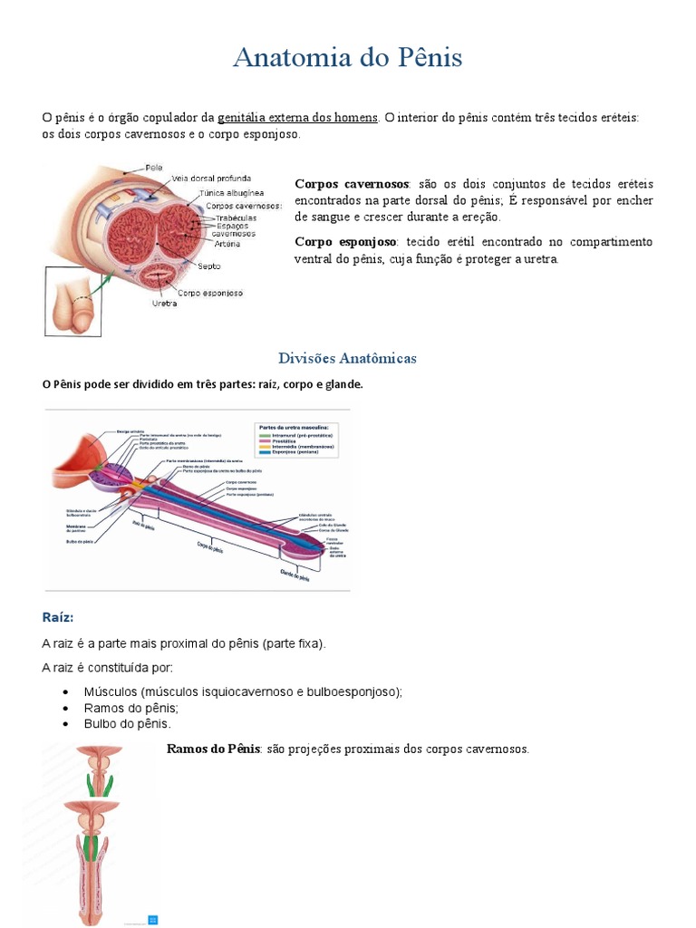 Anatomia Do Pênis | PDF | Nervo | Corpo humano