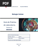 Guia Practica Clustal y Mega | PDF | Alineación de secuencia | Bioinformática