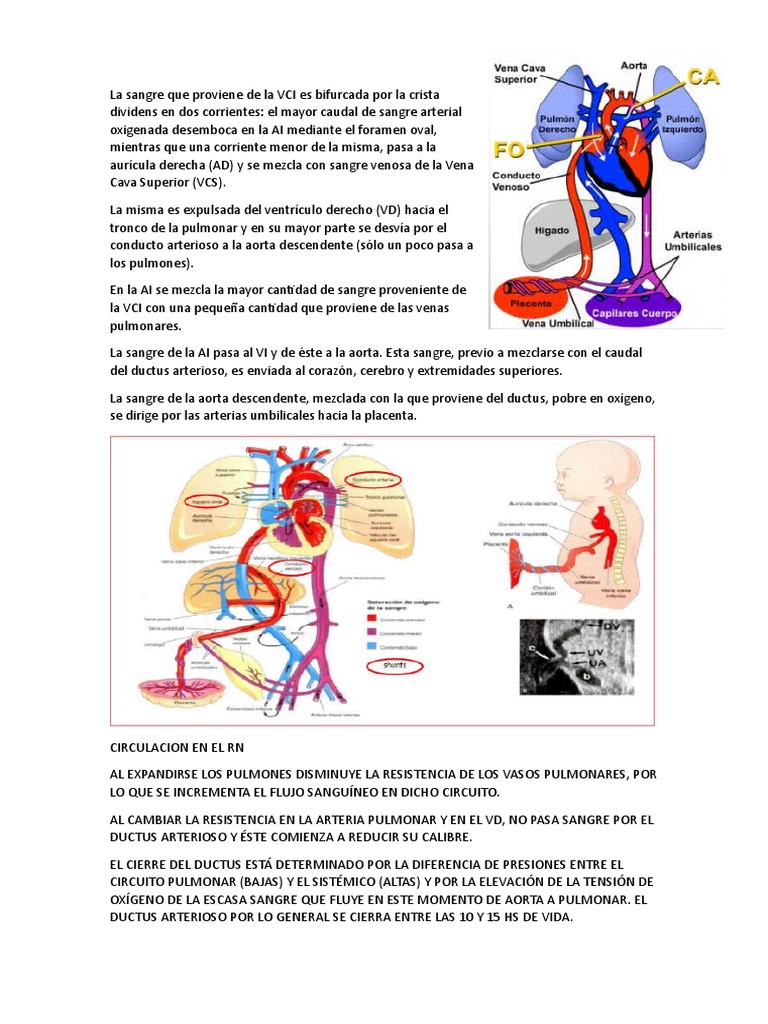 Circulación Fetal y Neonatal Detallada | PDF