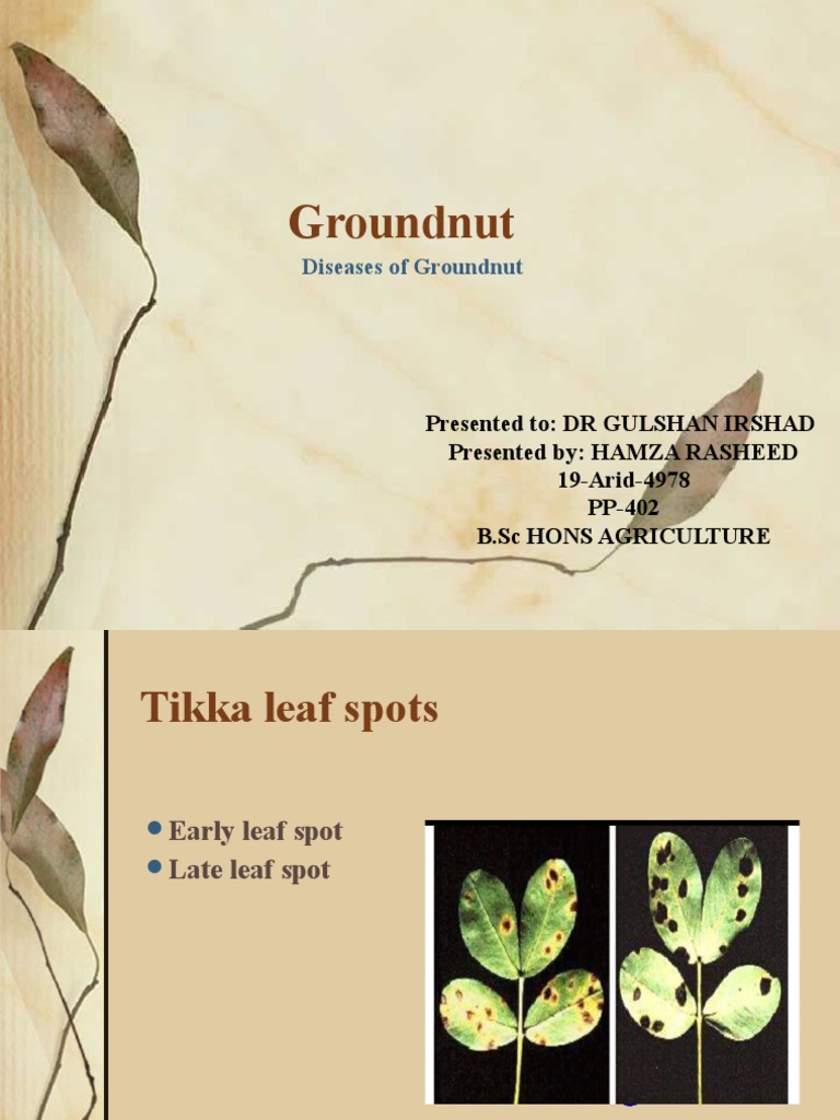 Groundnut Disease Overview and Symptoms | PDF | Home & Garden | Science ...