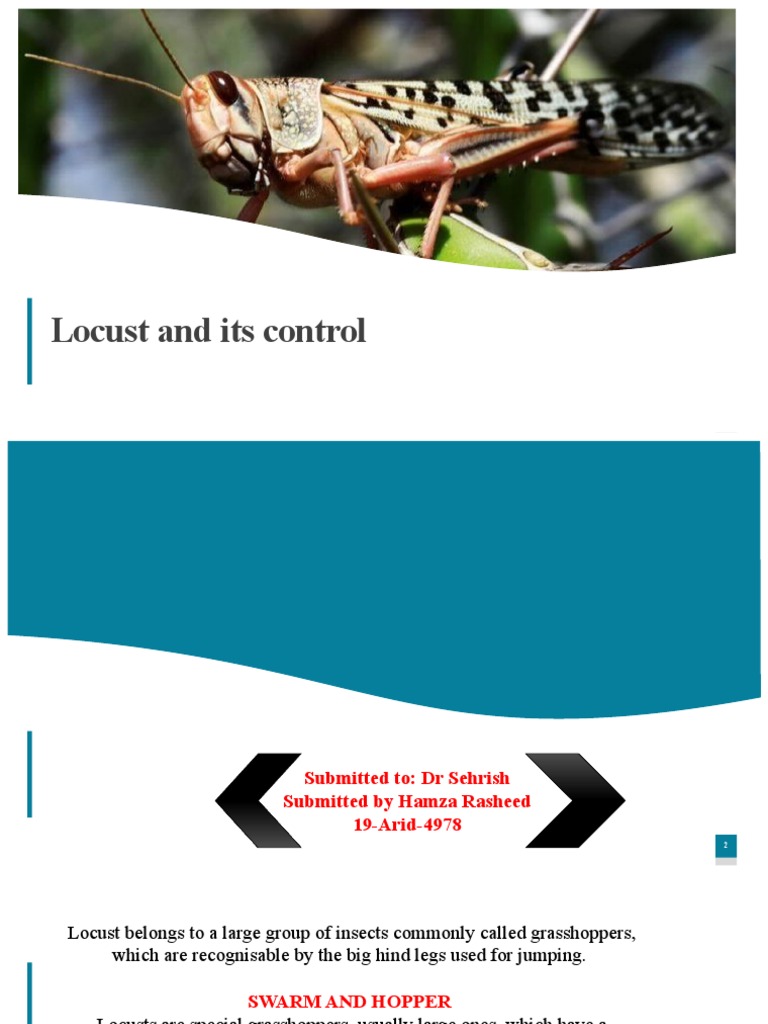 Locust and Its Control | PDF | Insects | Hexapoda