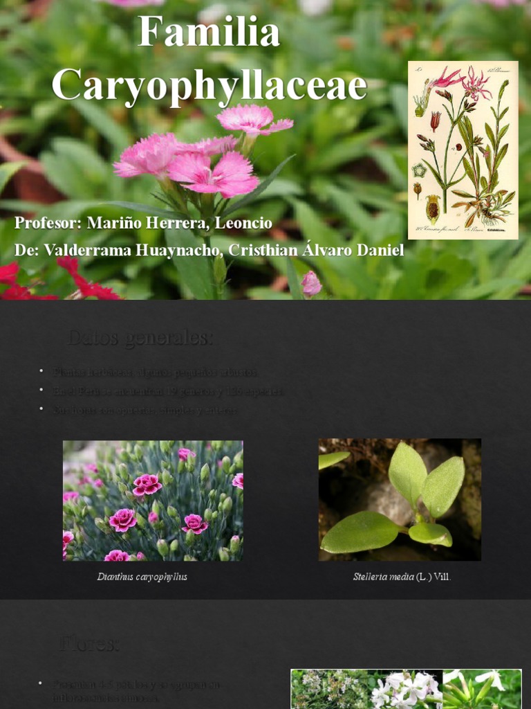Familia Caryophyllaceae | PDF