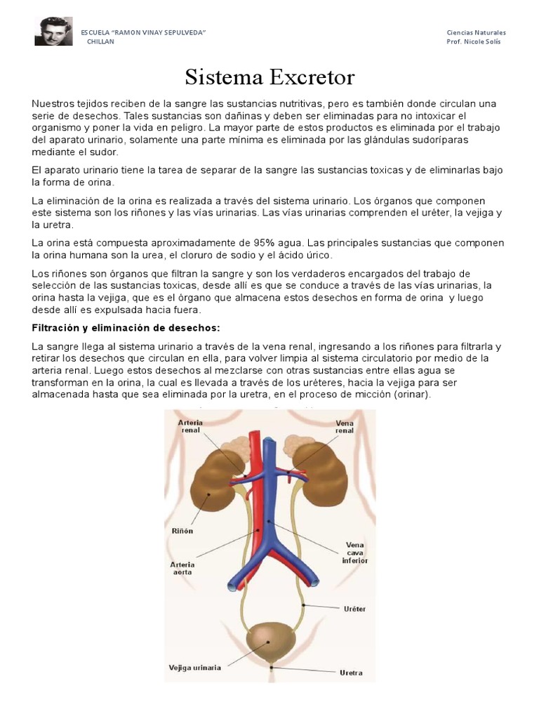 Sistema Excretor | PDF