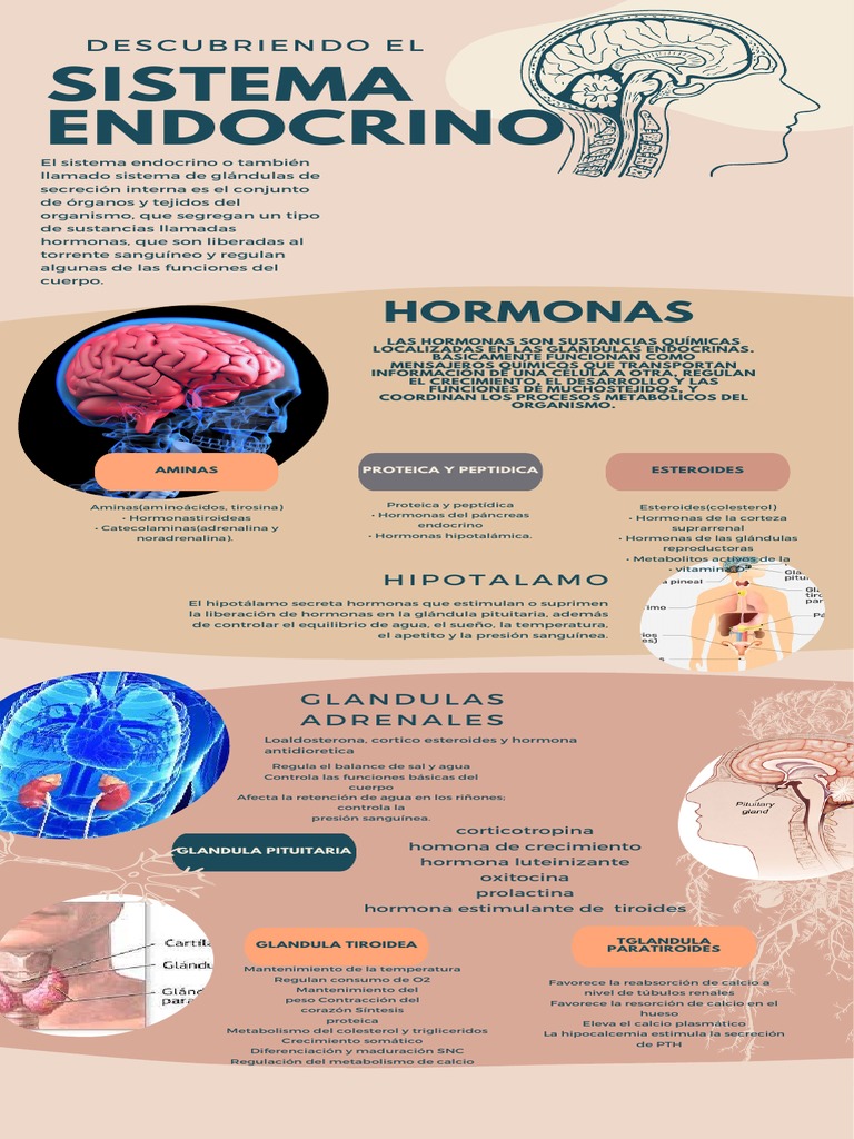 Sistema Endocrino Infografa