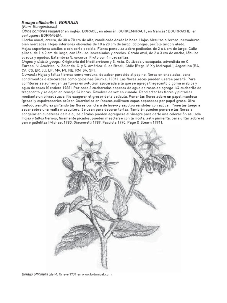 Borago Officinalis | PDF