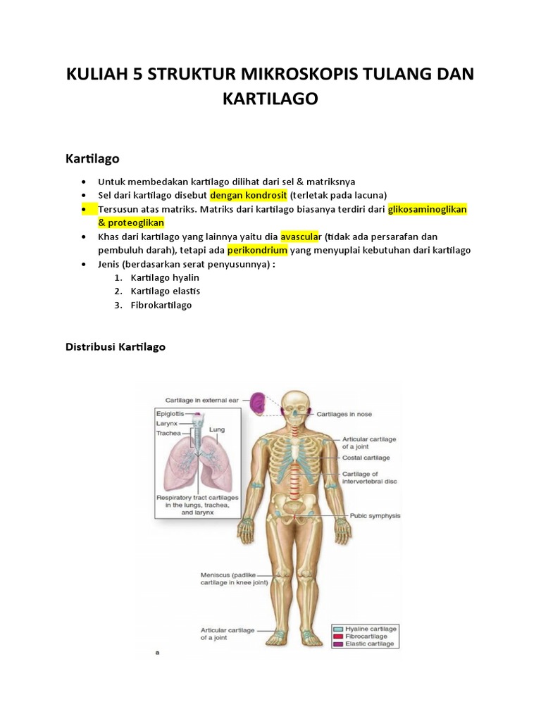 Struktur Mikroskopis Tulang dan Kartilago | PDF