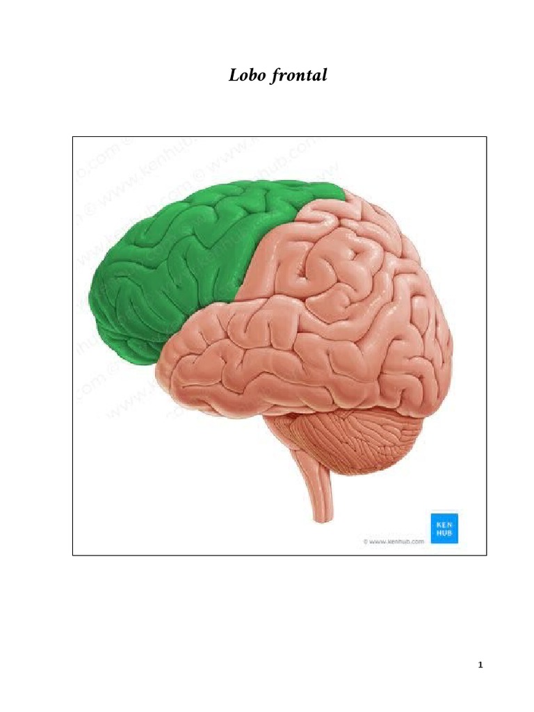 Lobo frontal APOSTILA | PDF | Córtex cerebral | Lóbulo frontal