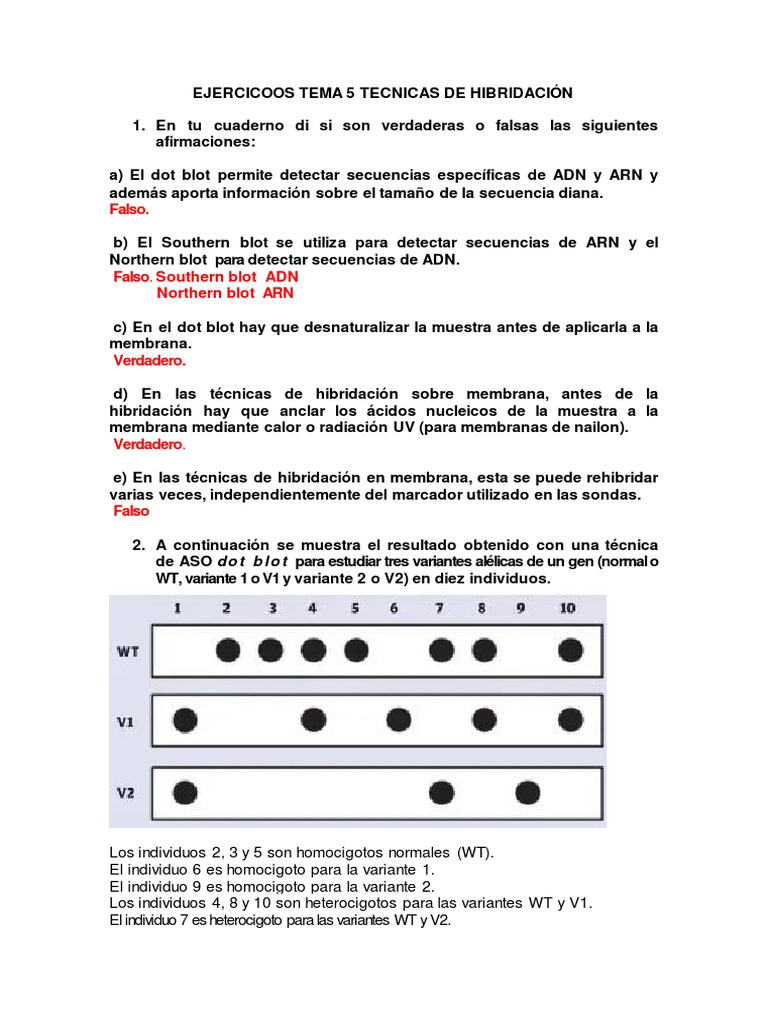 Ejercicoos Tema 5 Tecnicas de Hibridación | PDF | Hibridación de ácido nucleico | Adn