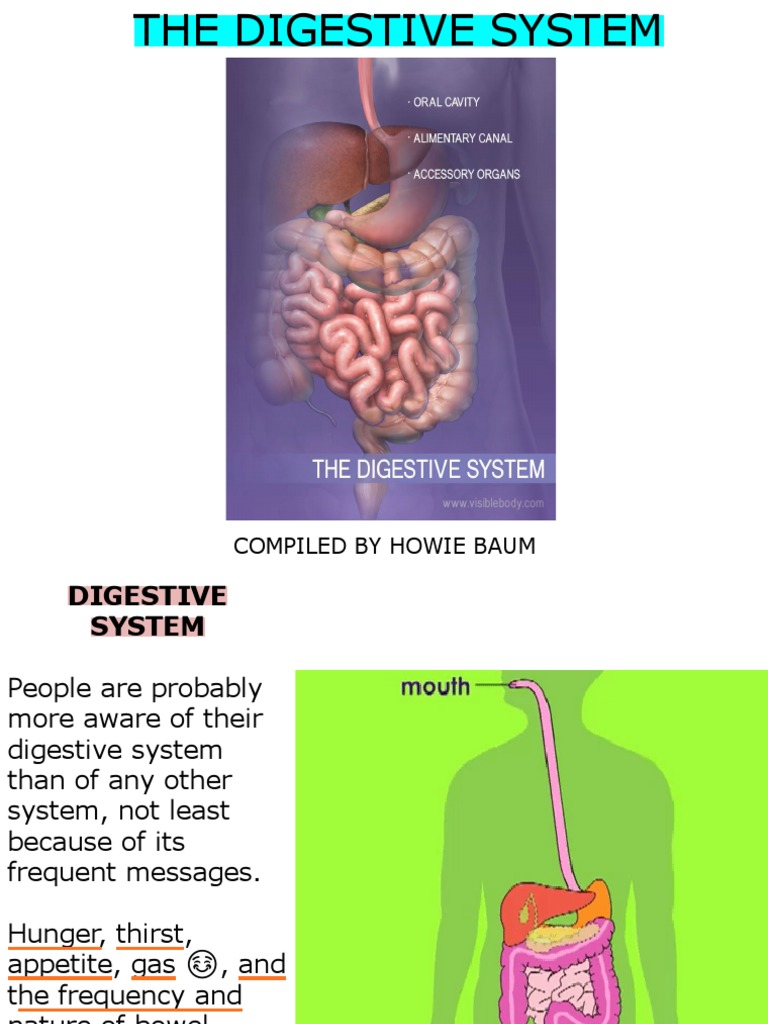 OLLI - The Digestive System | PDF | Human Digestive System | Digestion