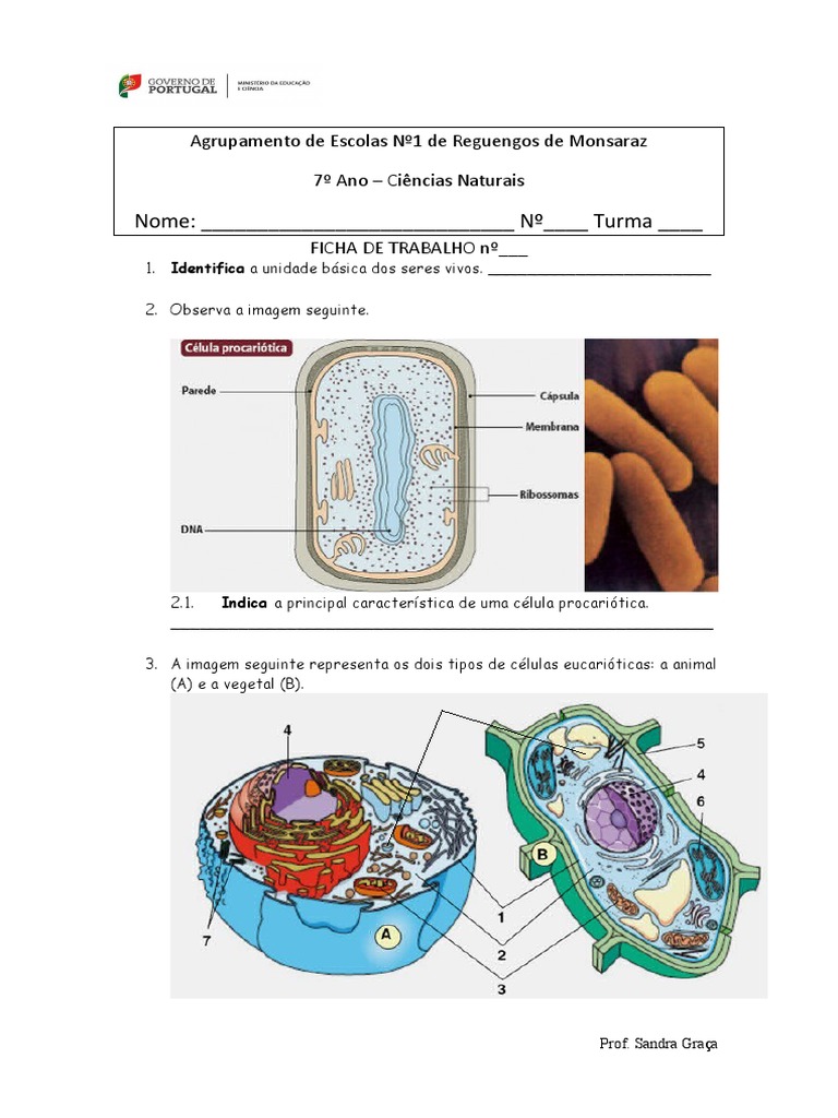 4 Ficha Célula | PDF