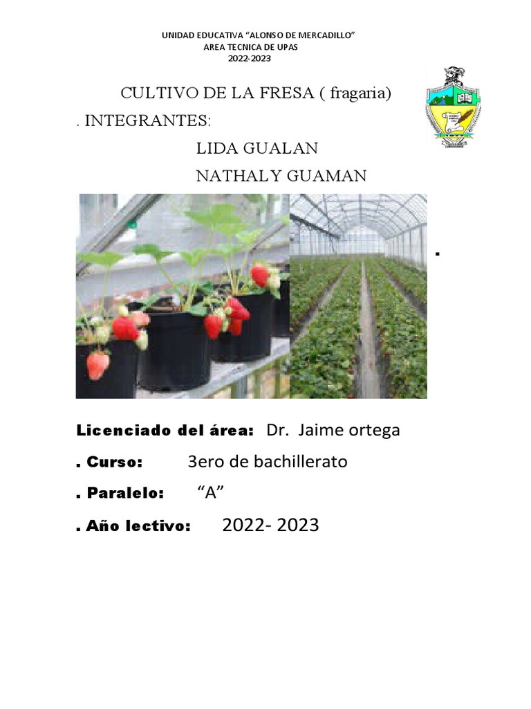 Cultivo de Fresas en Yacuambi 2023 | PDF | fresa | Invernadero