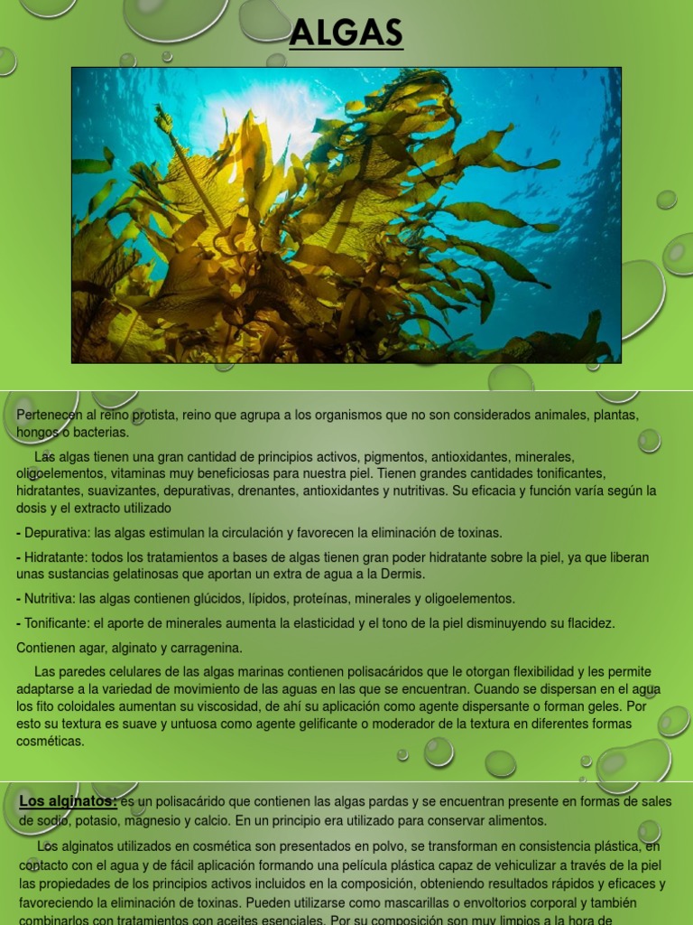Algas PDF | PDF | Algas | Plantas