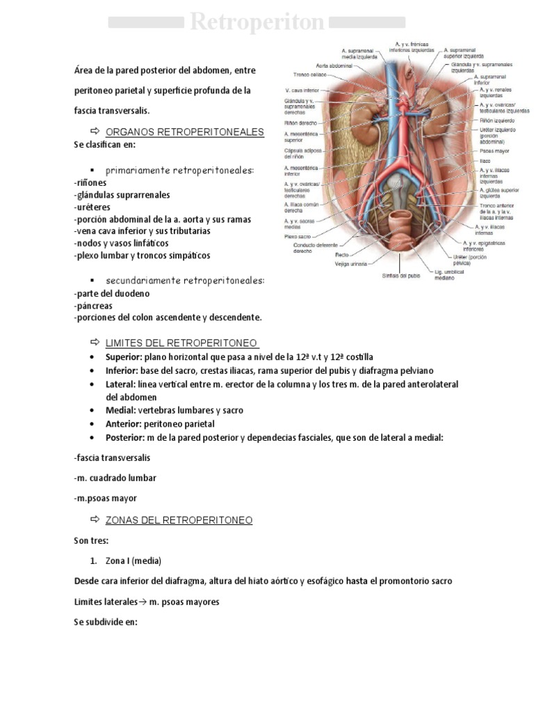 Retroperitoneo | PDF | Abdomen | Riñón