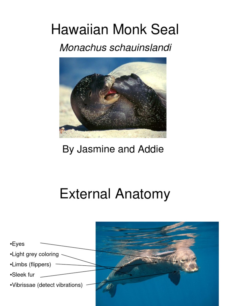 Hawaiian Monk Seal: Monachus Schauinslandi | PDF | Pinniped | Conservation