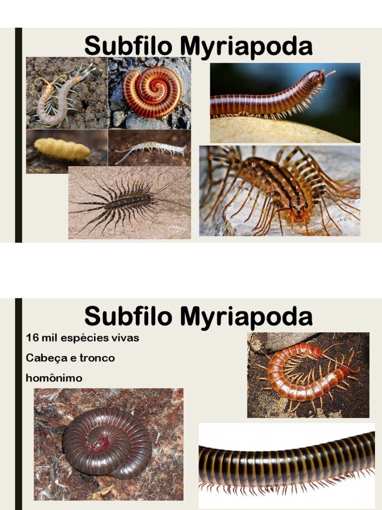 Subfilo Myriapoda | PDF | Artrópodes