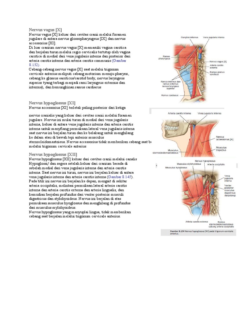 Jalur Nervus Hypoglossus di Leher | PDF | Perjalanan | Metode & Bahan Ajar