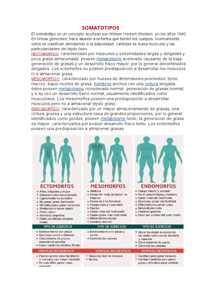 SOMATOTIPOS | PDF | Tejido adiposo | Músculo