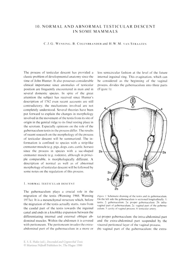 Normal Testicular Descent in Mammals | PDF | Peritoneum | Testicle