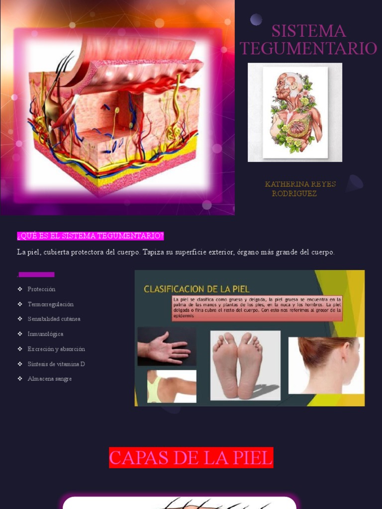 Sistema Tegumentario. Diapositiva | Descargar gratis PDF | Epidermis | Sistema tegumentario