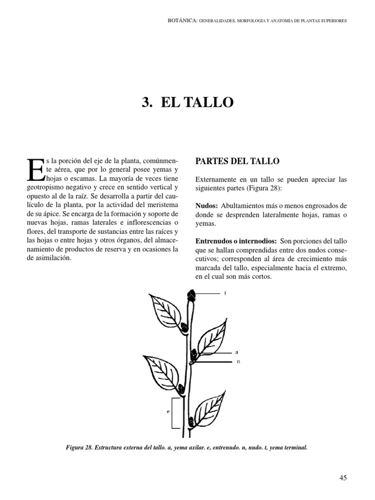 Tallo Morfologia Añatomia y Usos | PDF | Tallo de la planta | Hoja