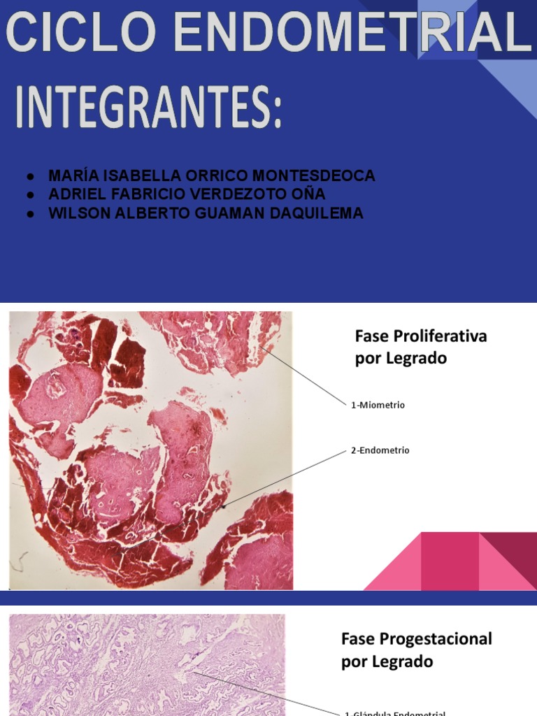 Ciclo Endometrial | PDF