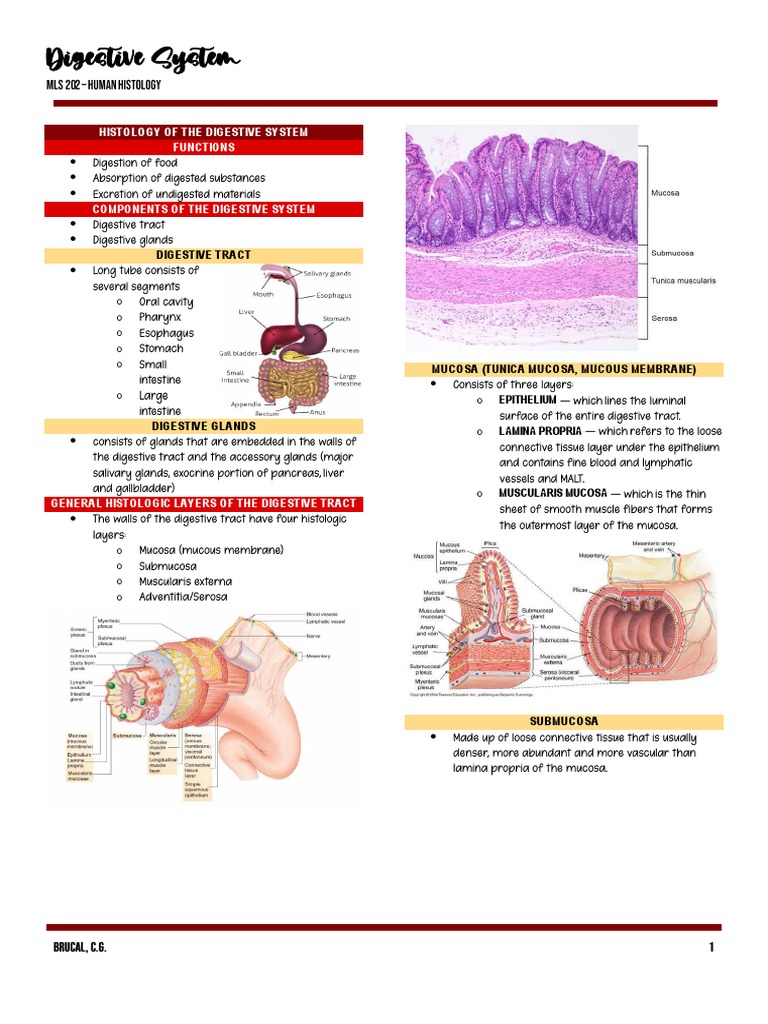 Oxyntic Mucosa in Gastric Histology | PDF | Human Digestive System ...
