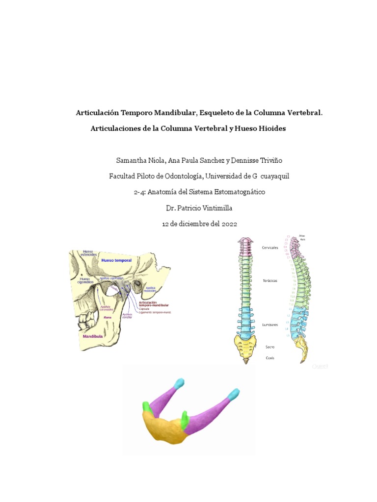Articulación Temporo Mandibular | PDF | Vértebra | La columna vertebral