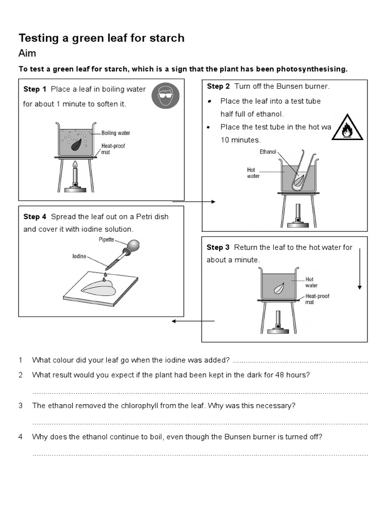 Starch Test | PDF | Chemistry | Plants