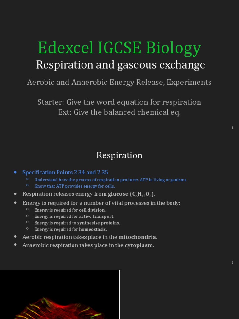 IGCSE Biology Lecture 17 Respiration | PDF | Cellular Respiration ...