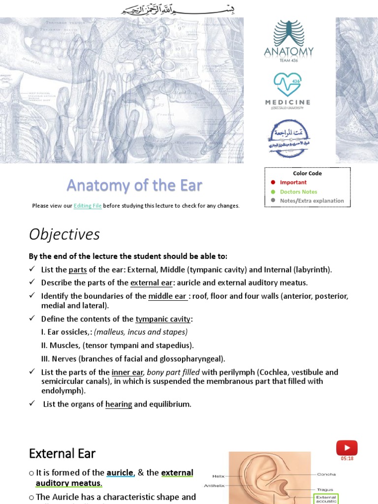 10- Anatomy of the Ear (edited) | PDF | Ear | Auditory System