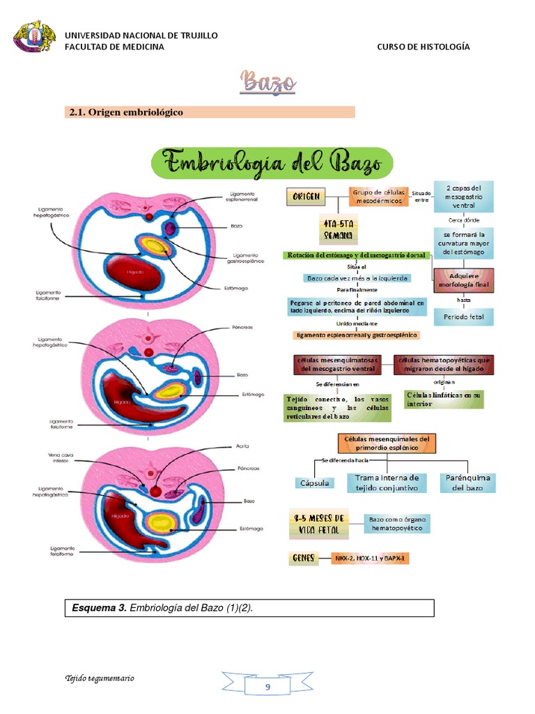 2.1. Origen Embriológico: Universidad Nacional de Trujillo Facultad de ...