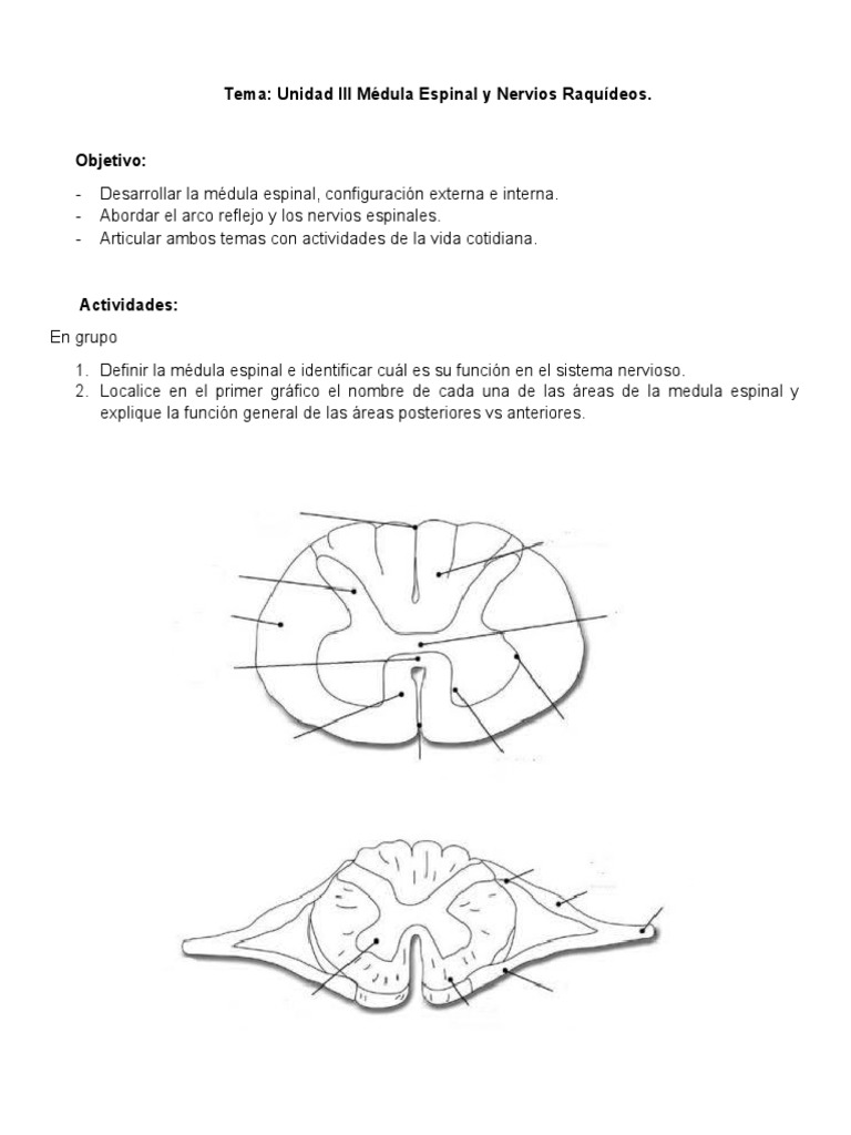 Médula Espinal y Nervios Raquídeos | PDF | Ciencia y matemáticas