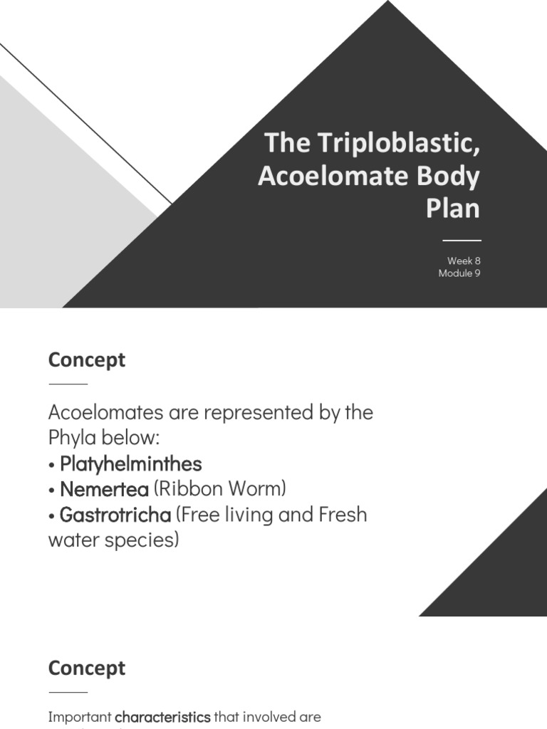 Module 9 - The Triploblastic, Acoelomate Body Plan | PDF | Zoology ...