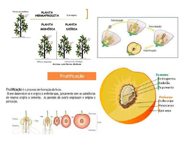 FRUTIFICAÇÃO | PDF