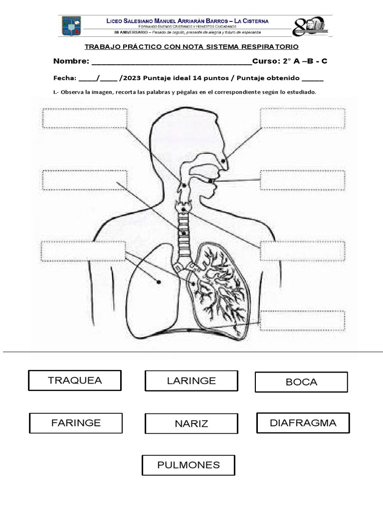 Trabajo Práctico Sistema Respiratorio | PDF
