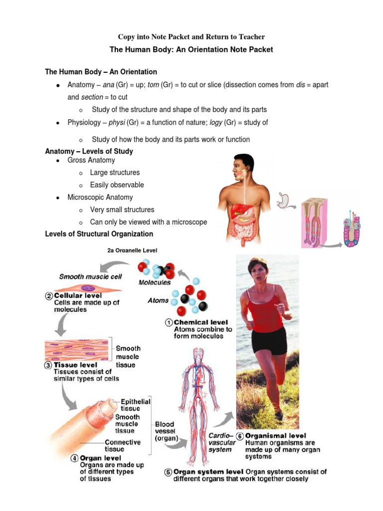 The Human Body An Orientation Note Packet | PDF | Human Body | Homeostasis