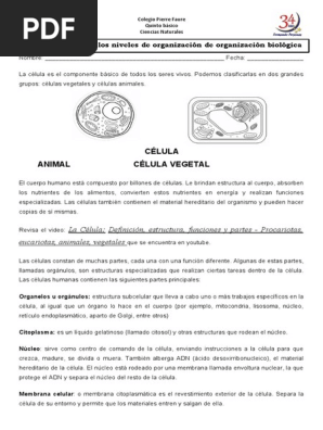 Hoja De Trabajo Sobre La Estructura Y Función Celular: Respuestas