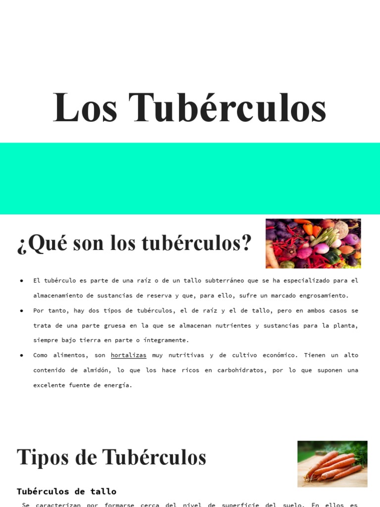 Tipos y Ejemplos de Tubérculos | PDF | Patata | Batata