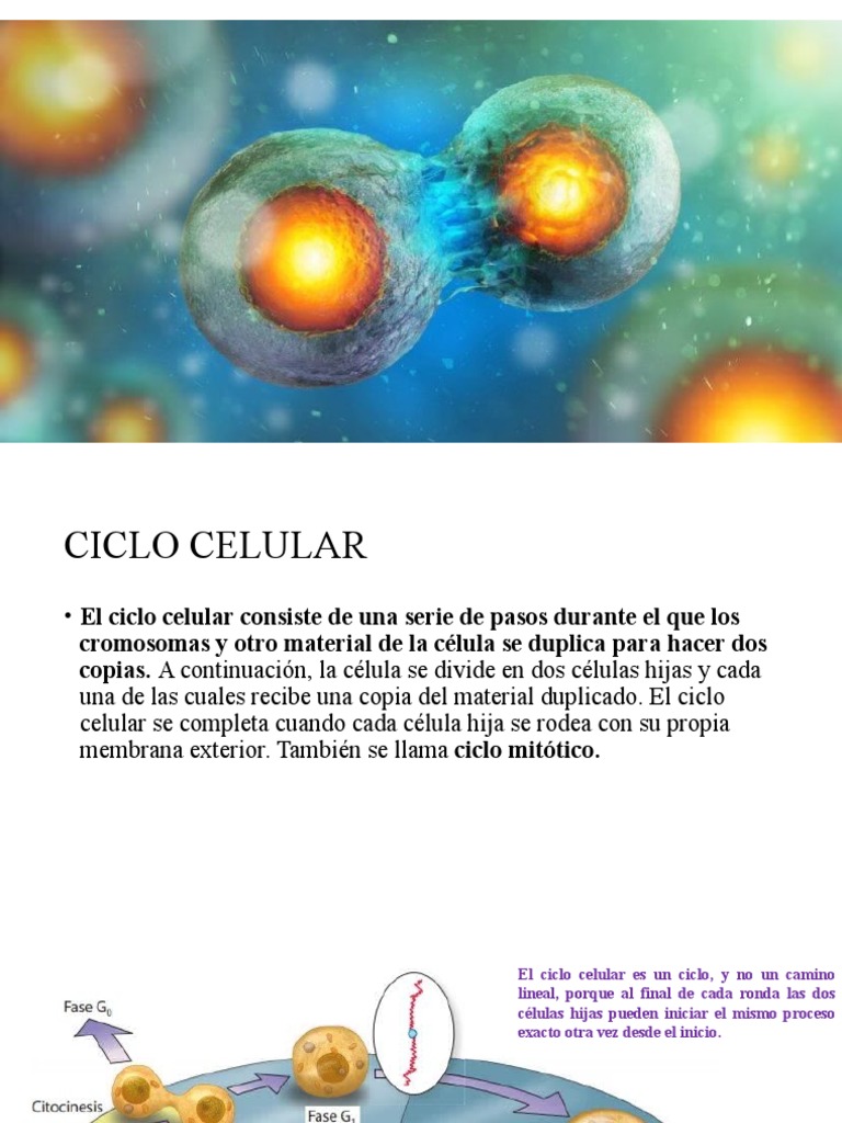 Ciclo Celular 1 | PDF | Ciclo celular | P53