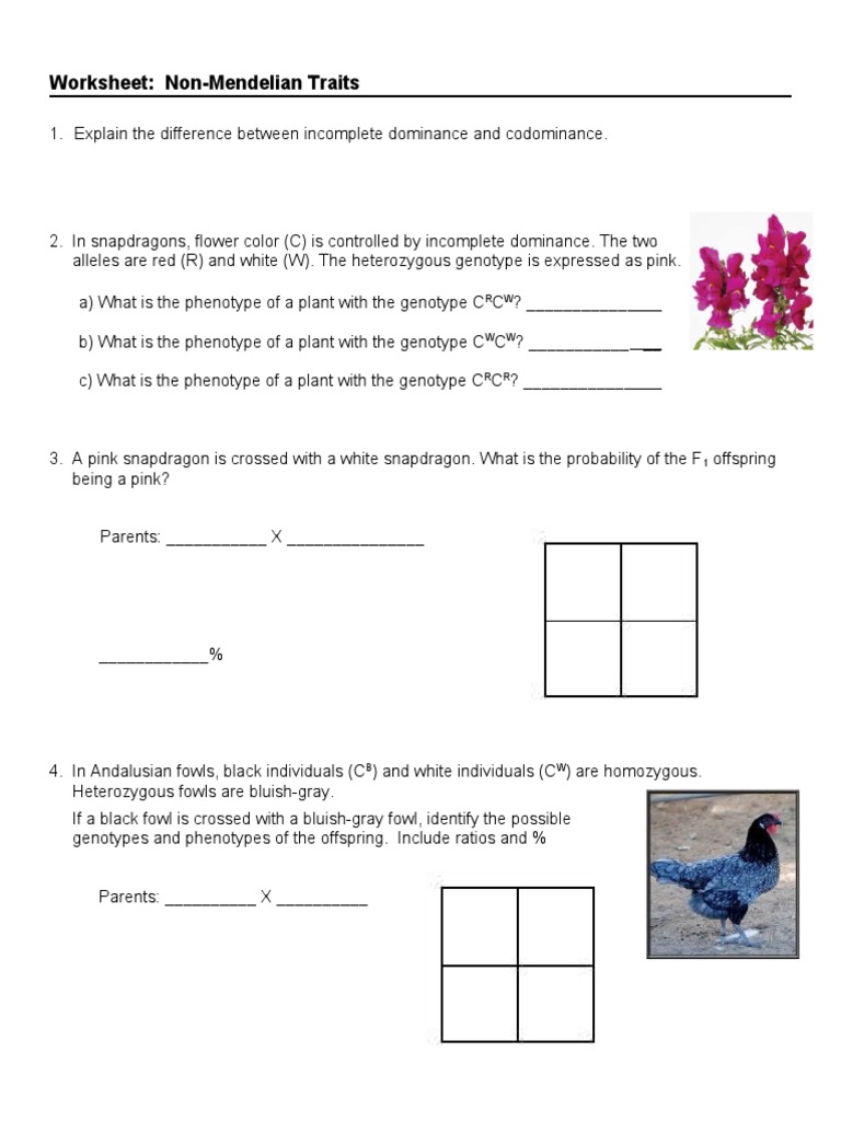 Genetics Worksheet for Students | PDF | Genotype | Dominance (Genetics)