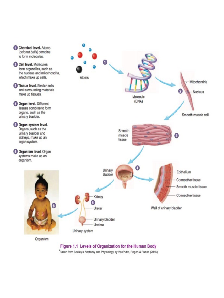 Practical Exam Anaphy | PDF