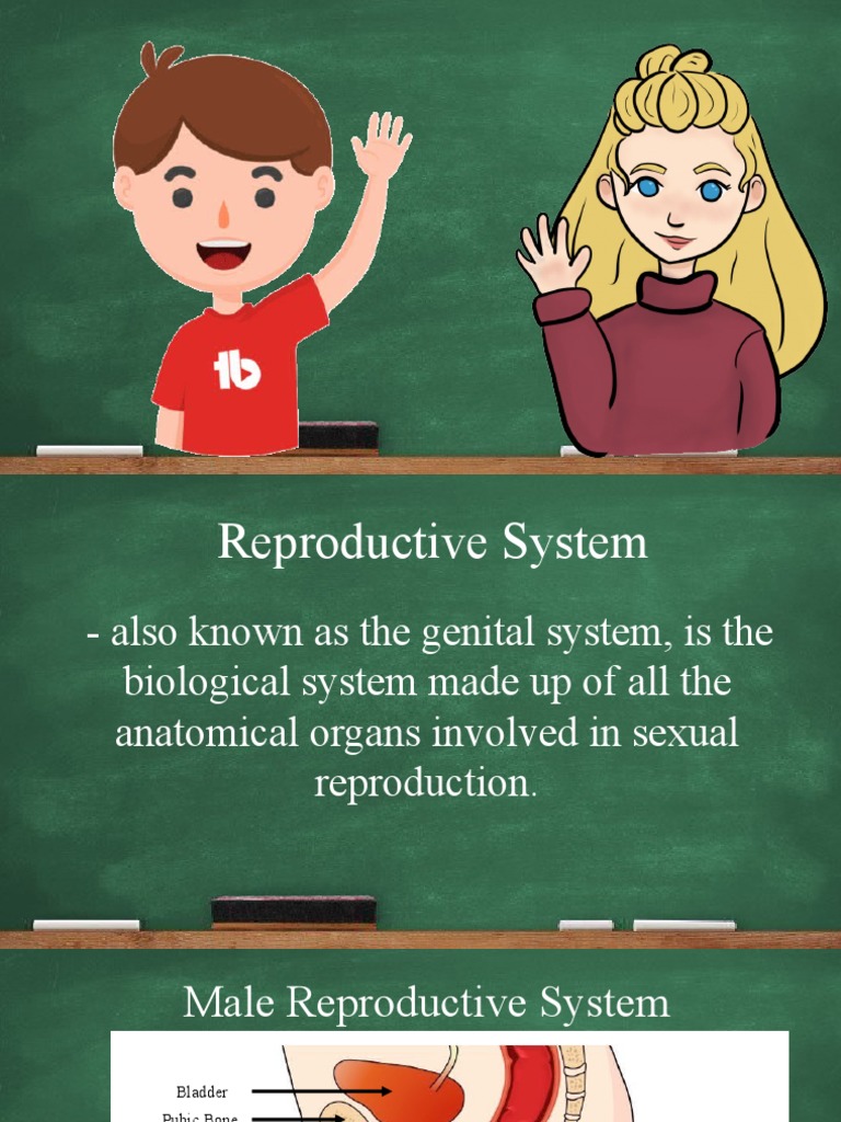 Lesson 101 Reproductive System | PDF | Menstrual Cycle | Ovary